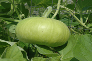 Vegetables – Satvik